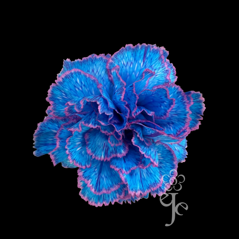 Bic Blue – Flores la Conejera